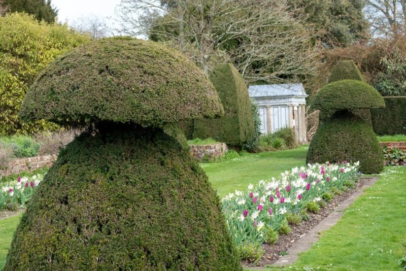 8 Expert-Approved Topiary Trees & Bushes For Amazing Garden Shapes ...
