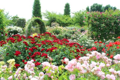 22 Red Rose Varieties For Your Garden | Horticulture.co.uk
