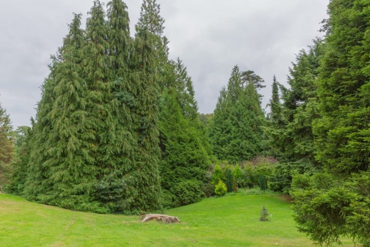 From Cedar To Yew - Dan Ori Shares His Favourite Coniferous Tree Types ...