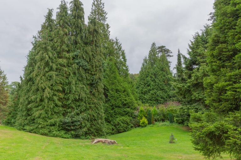 From Cedar To Yew - Dan Ori Shares His Favourite Coniferous Tree Types ...