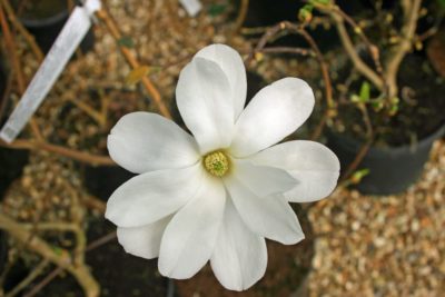 Why Growing Magnolias In Pots Allows You To Easily Meet Their pH ...