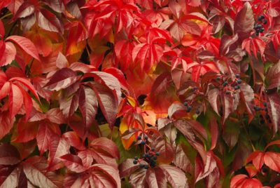 Chris Lee On His 10 Favourite Climber Plants For Shaded Garden Areas ...