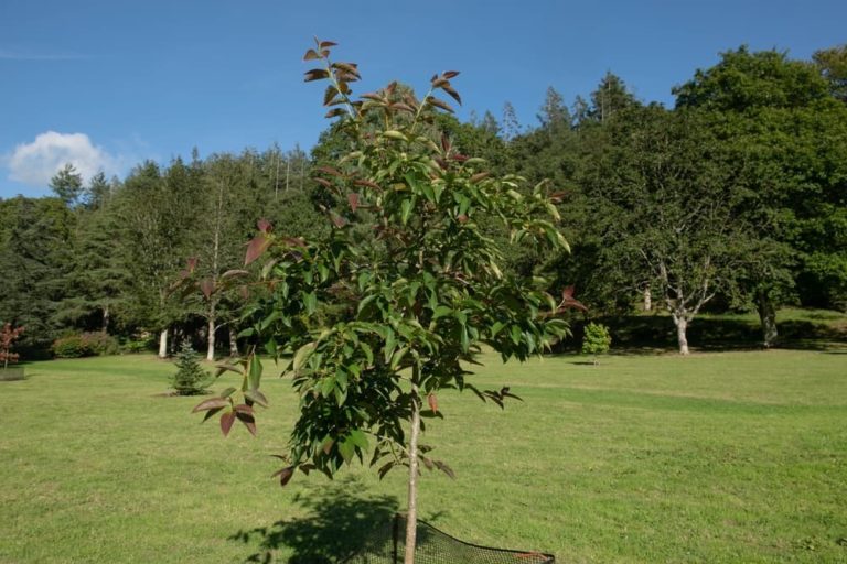 Sometimes A Tree Just Needs To Be Moved - Here's How To Do It With ...