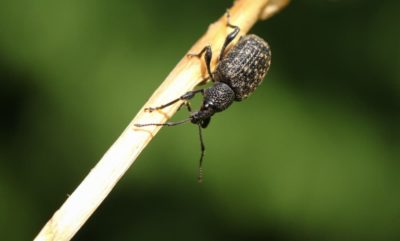 Identifying Vine Weevil: These Insects (And Their Grubs) Love Feasting ...
