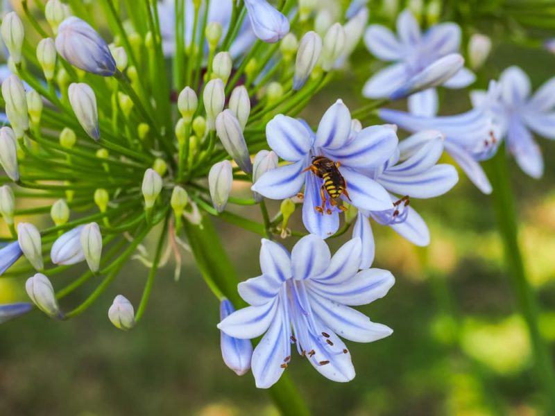Here's 10 Vivid Blue Flowering Shrubs Grown By Colin Skelly ...