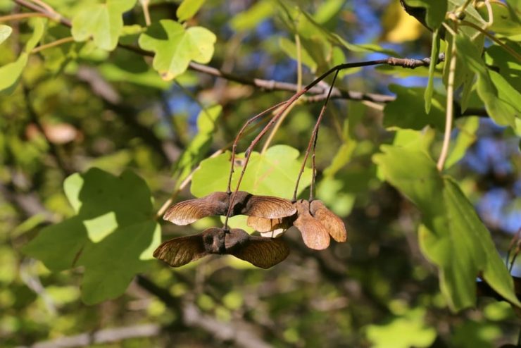 10 Acer Tree & Bush Types For Your Garden | Horticulture.co.uk