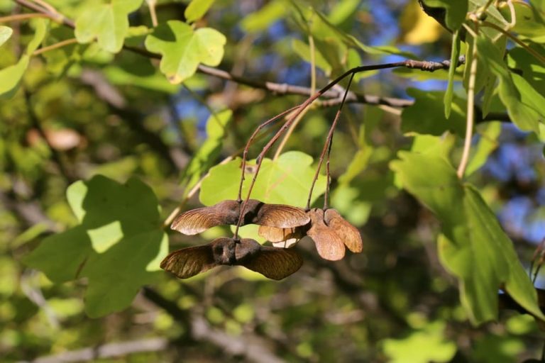 10 Acer Tree & Bush Types For Your Garden | Horticulture.co.uk