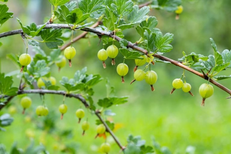 Harvesting Gooseberries: How To Know When They're Ripe And Ready To ...