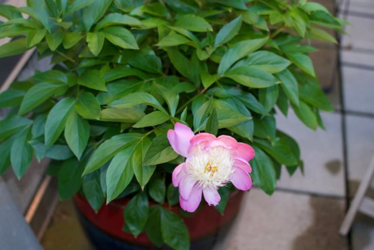 Potted Peonies - 'Provide Plenty Of Space For Their Growth' Says Carol ...