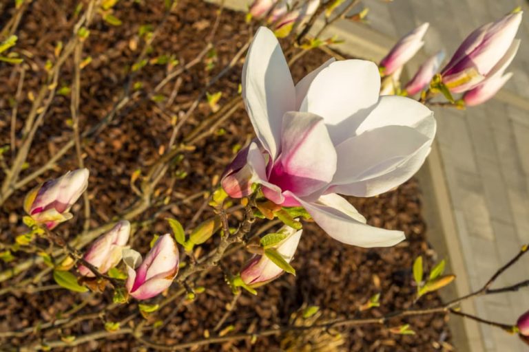 Why Growing Magnolias In Pots Allows You To Easily Meet Their pH ...