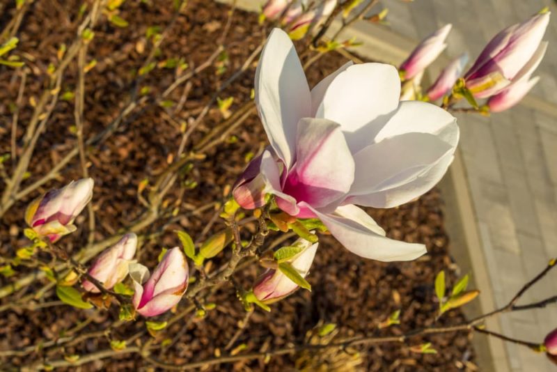 Why Growing Magnolias In Pots Allows You To Easily Meet Their pH ...