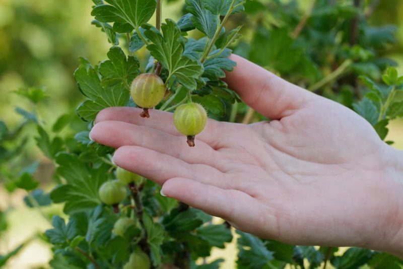 Harvesting Gooseberries: How To Know When They're Ripe And Ready To ...