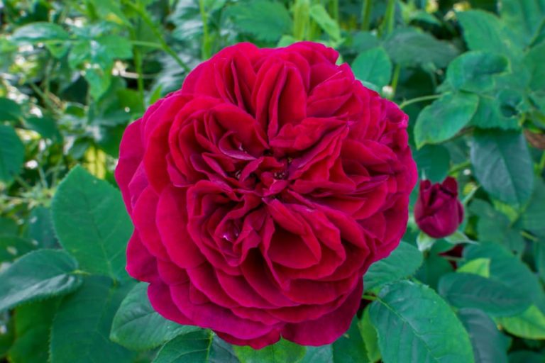 These 22 Red Roses Were Chosen By Garden Designers As Plants You Can't ...