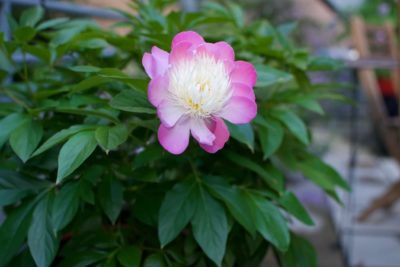 Potted Peonies - 'Provide Plenty Of Space For Their Growth' Says Carol ...