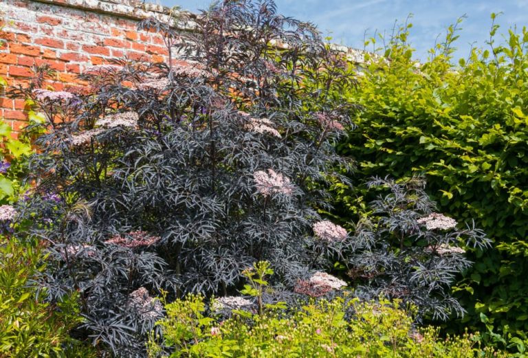 30 Shrubs Perfect For Garden Borders | Horticulture.co.uk