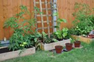 Get Planning And Start A Vegetable Patch In Your Garden With This 12 ...