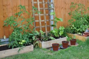 Get Planning And Start A Vegetable Patch In Your Garden With This 12 ...