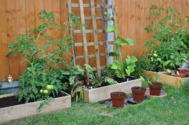 Get Planning And Start A Vegetable Patch In Your Garden With This 12 ...