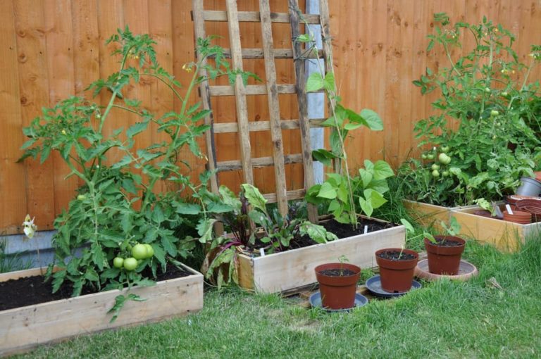 Get Planning And Start A Vegetable Patch In Your Garden With This 12 ...
