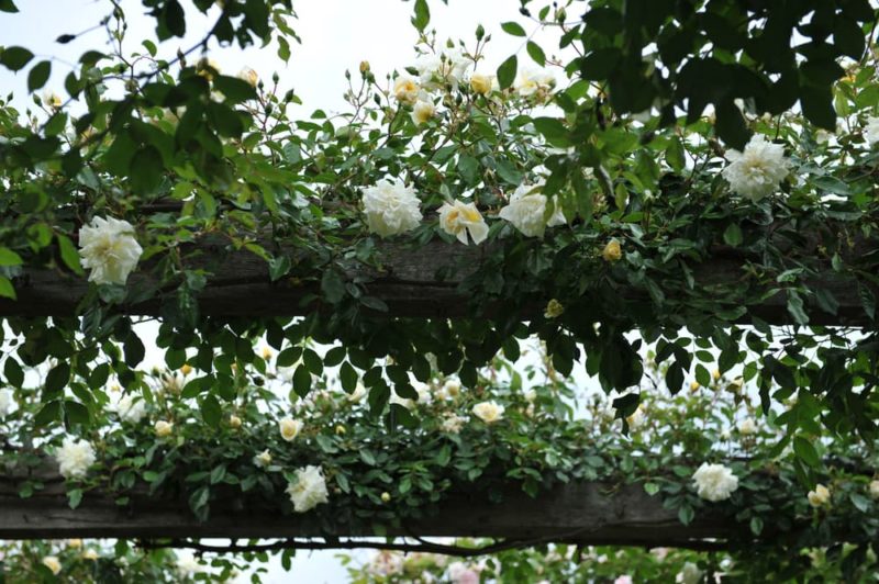 Chris Lee On His 10 Favourite Climber Plants For Shaded Garden Areas ...