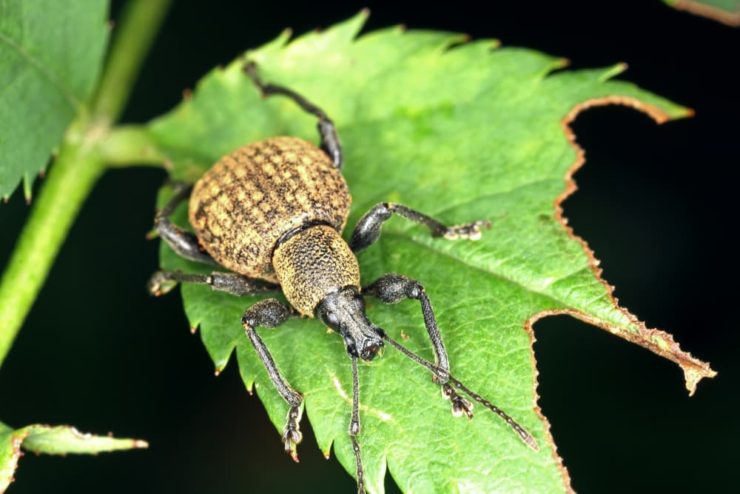 Identifying Vine Weevil: These Insects (And Their Grubs) Love Feasting ...