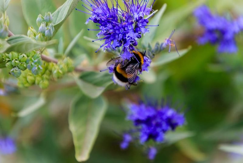 Here's 10 Vivid Blue Flowering Shrubs Grown By Colin Skelly ...