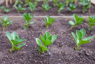 Gardeners List 72 Special Ericaceous Plants That Love Acidic Soil ...