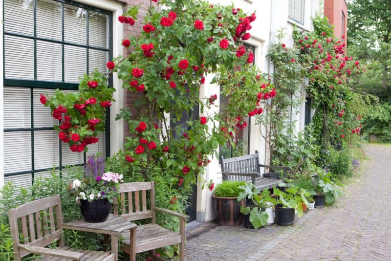Which Roses Can You Grow In Pots? These Growers Share Their Secrets For ...