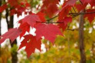 10 Acer Tree & Bush Types For Your Garden | Horticulture.co.uk