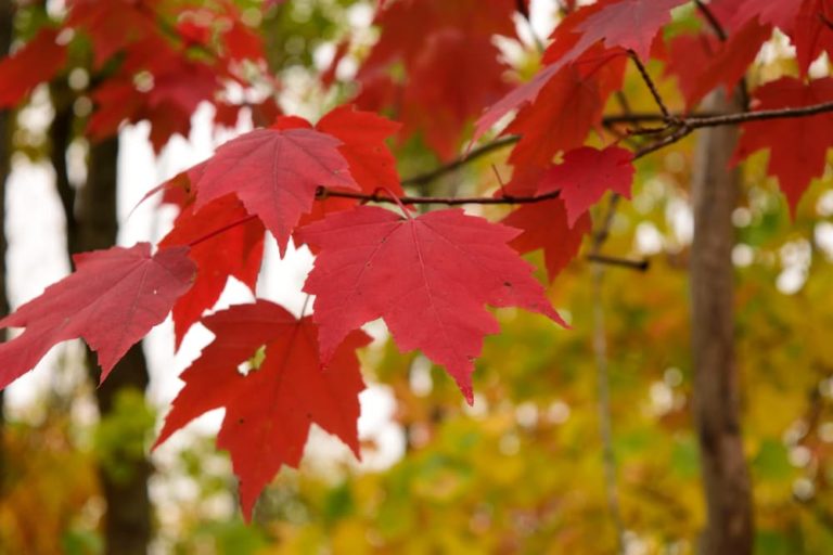 10 Acer Tree & Bush Types For Your Garden | Horticulture.co.uk