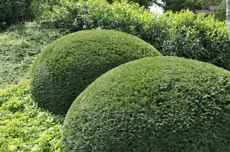 8 Expert-Approved Topiary Trees & Bushes For Amazing Garden Shapes ...
