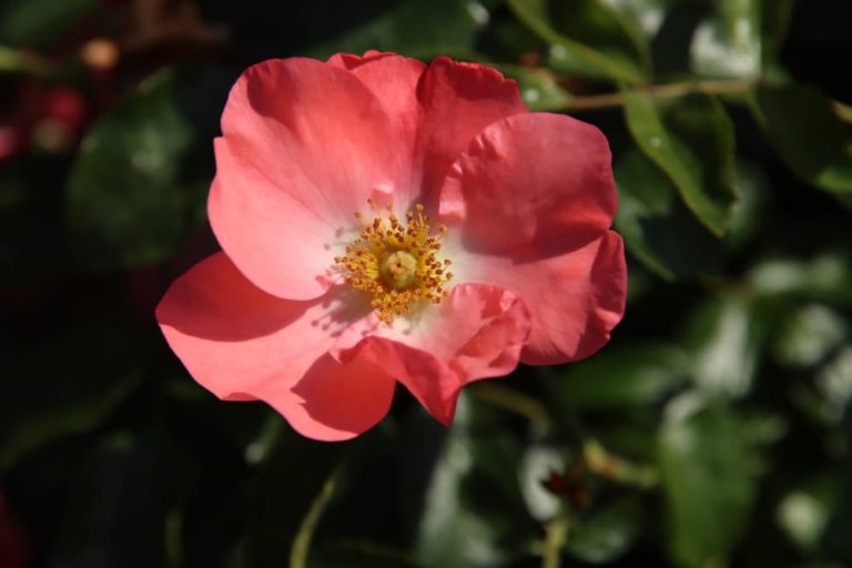 22 Red Rose Varieties For Your Garden | Horticulture.co.uk