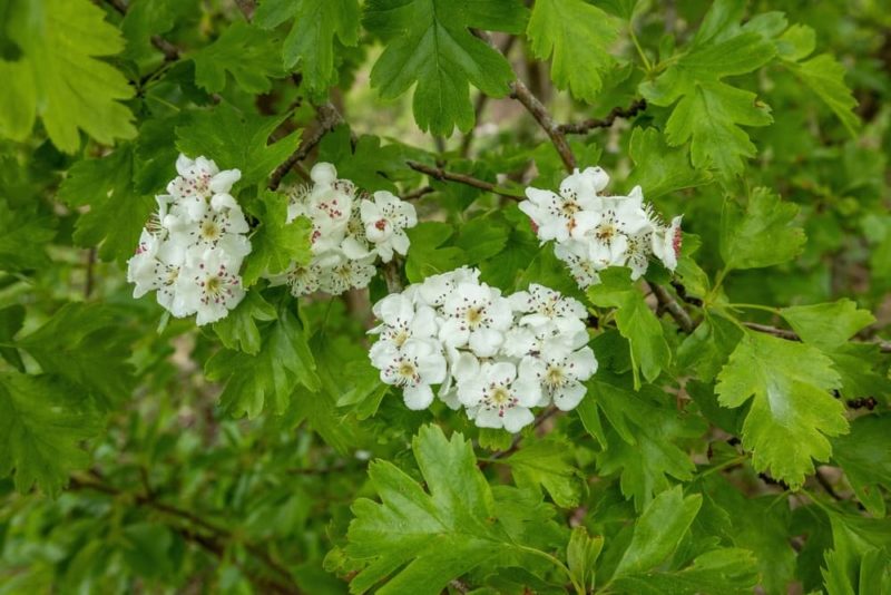 Here's A Blend Of Native And Non-Native Shrubs Best Suited To Garden ...