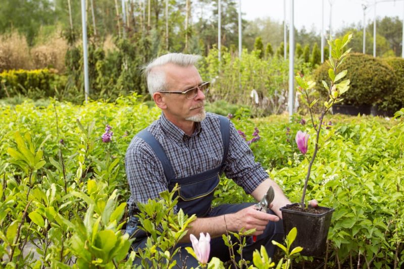 Why Growing Magnolias In Pots Allows You To Easily Meet Their pH ...