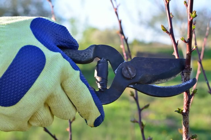 Sometimes A Tree Just Needs To Be Moved - Here's How To Do It With ...