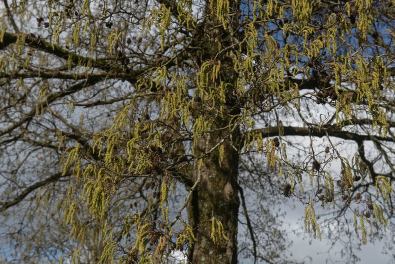 Gardeners List 72 Special Ericaceous Plants That Love Acidic Soil ...