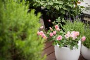 Which Roses Can You Grow In Pots? These Growers Share Their Secrets For ...