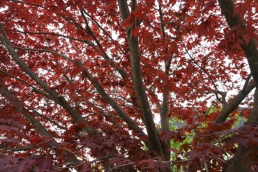 10 Acer Tree & Bush Types For Your Garden | Horticulture.co.uk