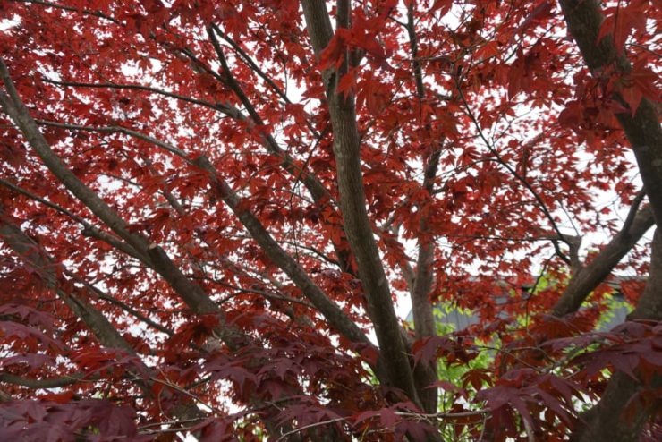 10 Acer Tree & Bush Types For Your Garden | Horticulture.co.uk