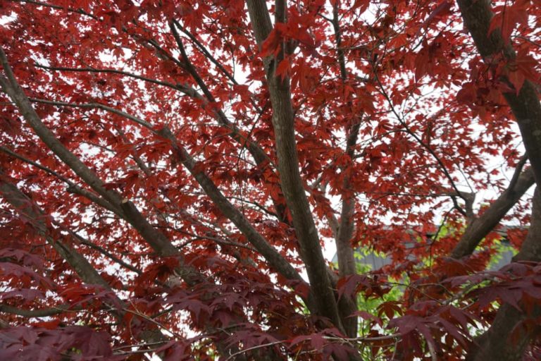 10 Acer Tree & Bush Types For Your Garden | Horticulture.co.uk