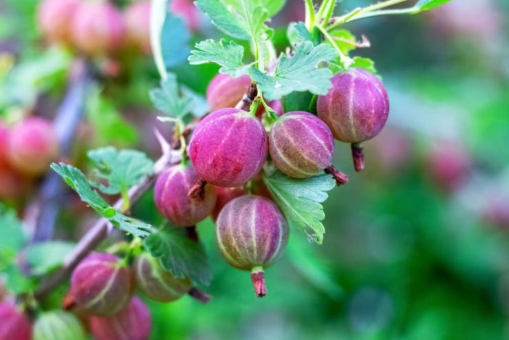 Harvesting Gooseberries: How To Know When They're Ripe And Ready To ...