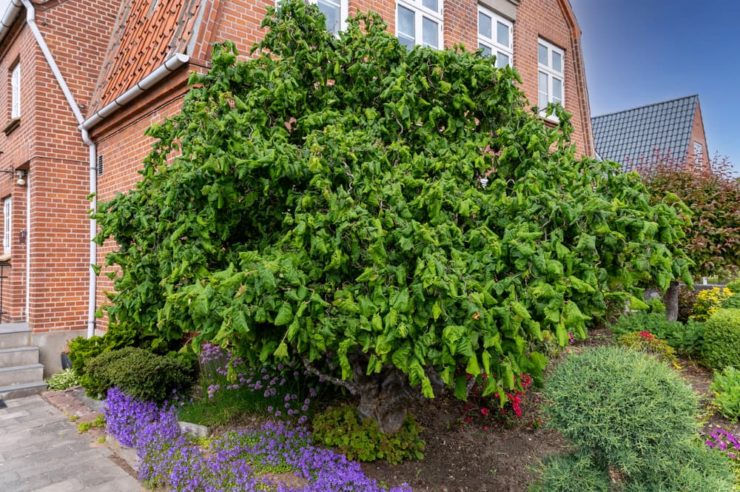 Here's A Blend Of Native And Non-Native Shrubs Best Suited To Garden ...