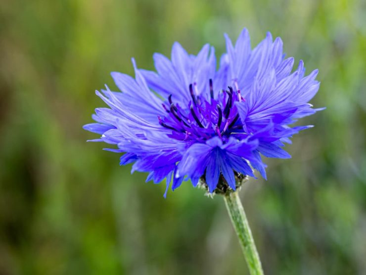 25 Stunning Flowers To Plant (Or Sow) In April | Horticulture