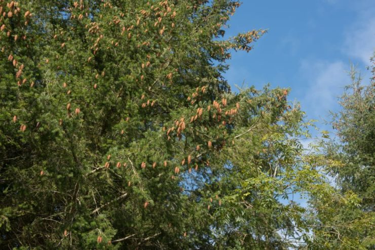 From Cedar To Yew - Dan Ori Shares His Favourite Coniferous Tree Types ...