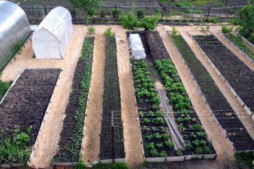 Get Planning And Start A Vegetable Patch In Your Garden With This 12 ...