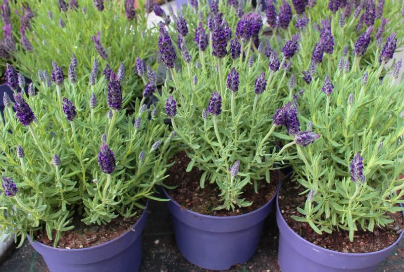 27 Best Plants To Grow In Pots & Containers | Horticulture.co.uk