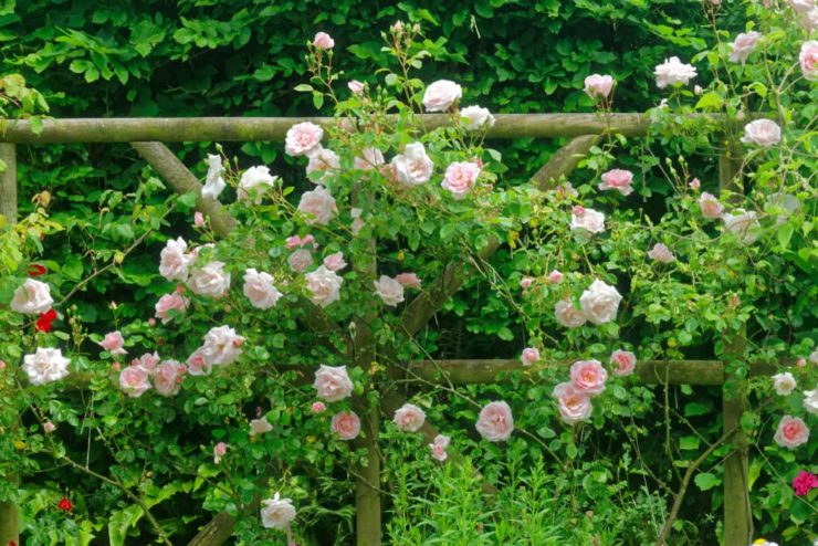 Chris Lee On His 10 Favourite Climber Plants For Shaded Garden Areas ...