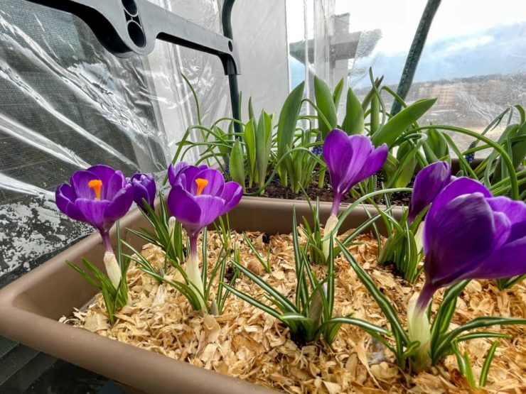 10 Essential Tips For Planting Bulbs In Pots, According To Master ...