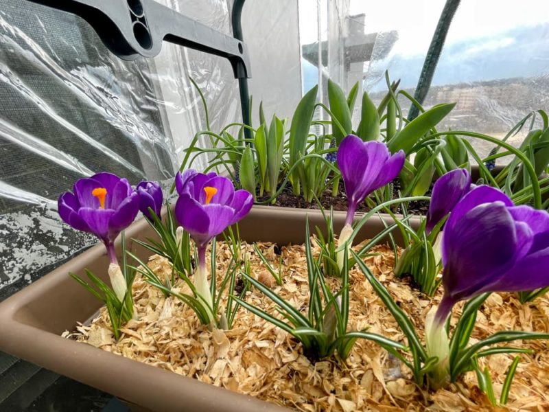 10 Essential Tips For Planting Bulbs In Pots, According To Master ...