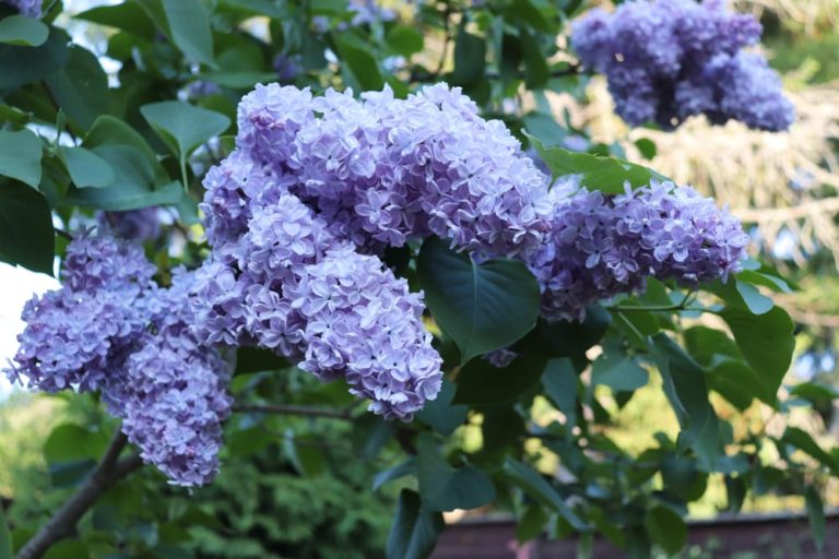 Here's 10 Vivid Blue Flowering Shrubs Grown By Colin Skelly ...